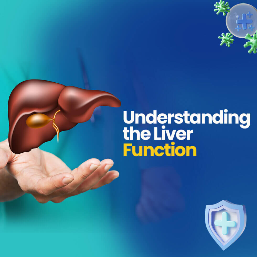 Understanding the Liver Function - SYNLAB Nigeria